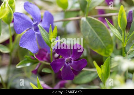 Vinca minor (common names lesser periwinkle, dwarf periwinkle, small ...