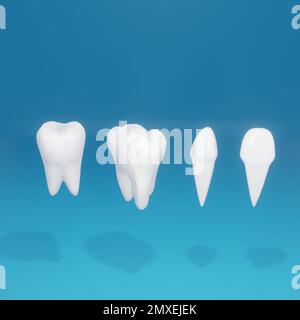 Types of human teeth Stock Photo - Alamy