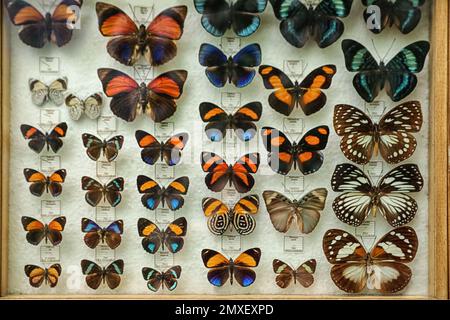 Many different beautiful exotic butterflies on white background Stock ...