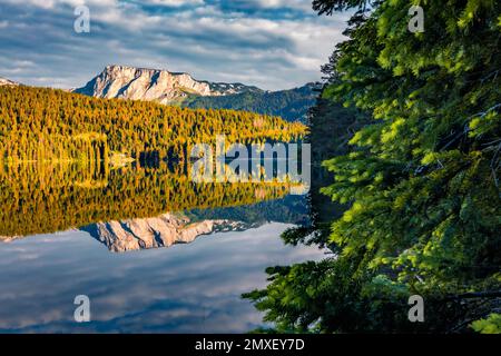 majestic fabulous green tree, branches and crowns Stock Photo - Alamy