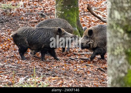Sows in the beech forest, mating season Stock Photo - Alamy