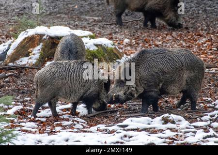 Sows in the beech forest, mating season Stock Photo - Alamy