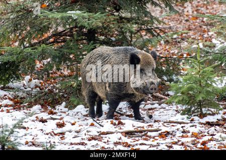Sows in the beech forest, mating season Stock Photo - Alamy