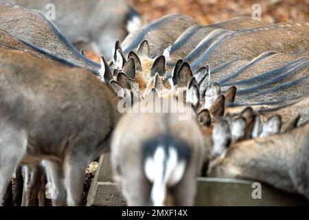 Sika game at feeding Stock Photo - Alamy