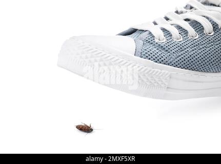 Person crushing cockroach with feet on white background, closeup. Pest ...