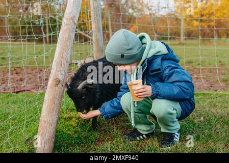 Little caucasian boy feeding ram in a farm. Ram eating grains of cereal ...