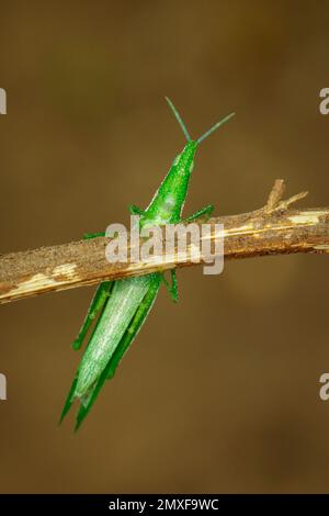 Image of Slant-faced or Gaudy Grasshopper on brown branch on nature ...