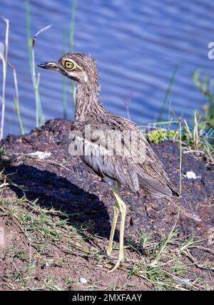 Water Thick-knee or Water Dikkop (Burhinus vermiculatus) walking on dry ...