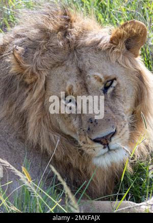 face of fly-infested lion, Masai Mara National Park, Kenya Stock Photo ...