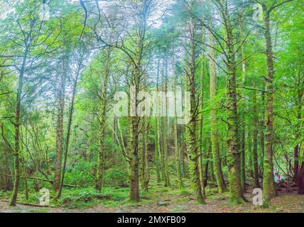 Dense and green forest in Killarney National Park in Ireland Stock ...