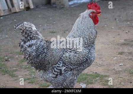 Chickens / Rooster / Hens / Hühner / Hahn Stock Photo - Alamy