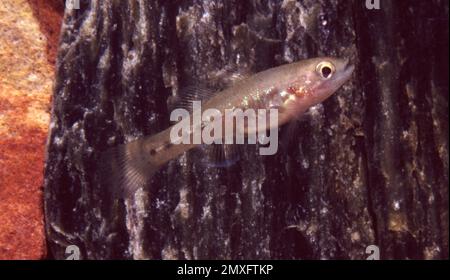 Northern purple spotted gudgeon (Mogurnda mogurnda Stock Photo - Alamy