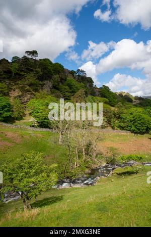Trees on the hillside at Cwm Llan in Snowdonia national park, North ...