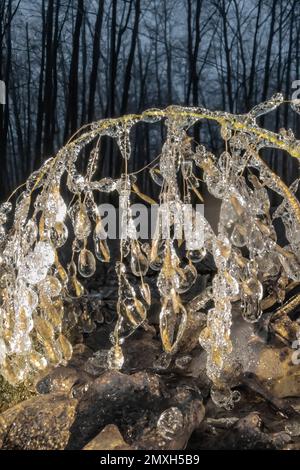 Ice-coated plants after a freezing rain in Central Michigan, USA Stock ...