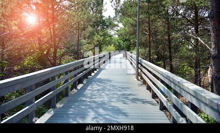 Wooden promenade among the greens growing on the dunes Stock Photo - Alamy