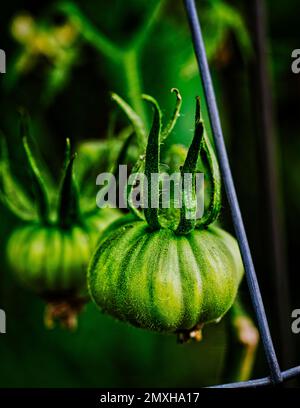 A closeup of Green Zebra fruit in a garden Stock Photo - Alamy