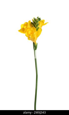 Yellow freesia flower, isolated on white Stock Photo - Alamy