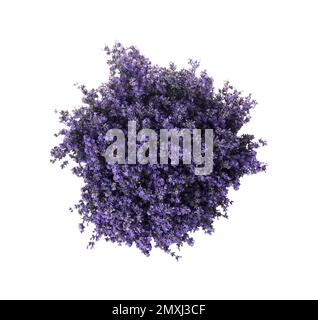 Beautiful lavender bouquet isolated on white, top view Stock Photo - Alamy