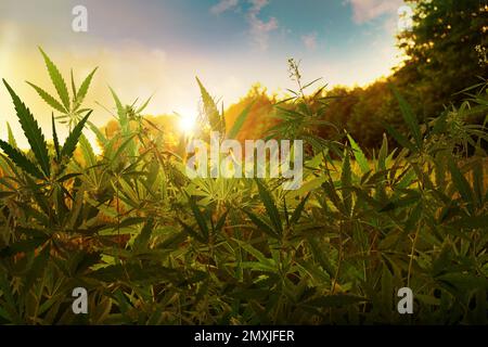 Sunset at Cannabis Field. Hemp Plants for Cbd production Stock Photo ...