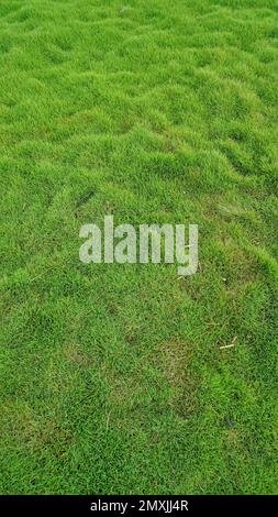 Bermuda grass (Cynodon dactylon) leaf ligule & node Stock Photo - Alamy