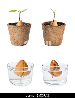 Stages of growing an avocado plant Stock Photo - Alamy