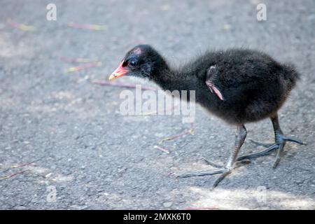 the dusky moorhen chick is all grey with the beak is orange and yellow ...