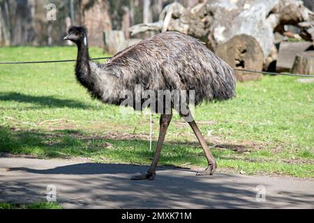 the emu is the tallest bird in Australia it can not fly Stock Photo - Alamy