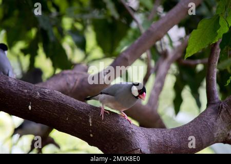 the java sparrow has a black head white cheeks red beak and grey wings ...