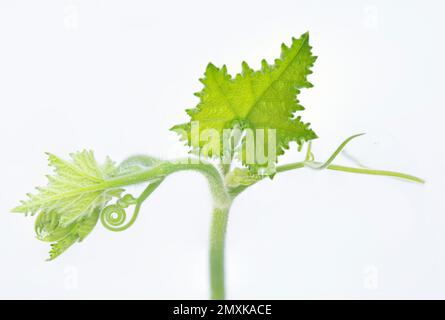 Pumpkin (Cucurbita) plants with tendril isolated on white Stock Photo ...