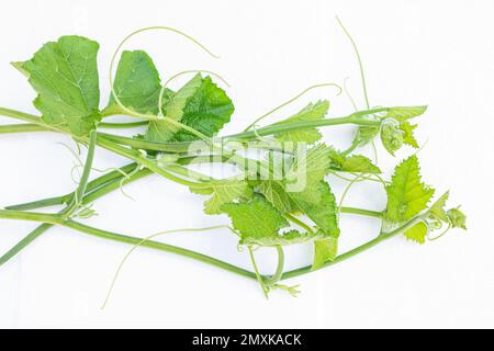 Pumpkin (Cucurbita) plants with tendril isolated on white Stock Photo ...