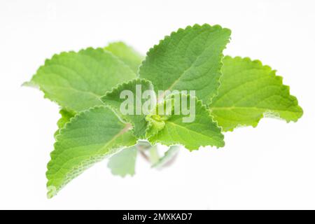 Panikoorka (Plectranthus Amboinicus) plant isolated on white background ...