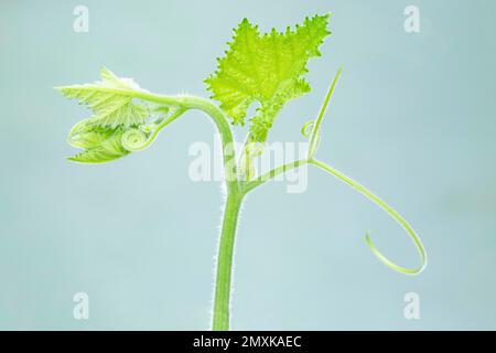 Pumpkin (Cucurbita) plants with tendril isolated on white Stock Photo ...