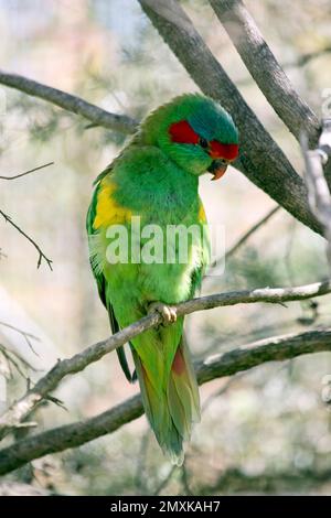 the musk lorikeet has a green body with blue feathers over the red band ...