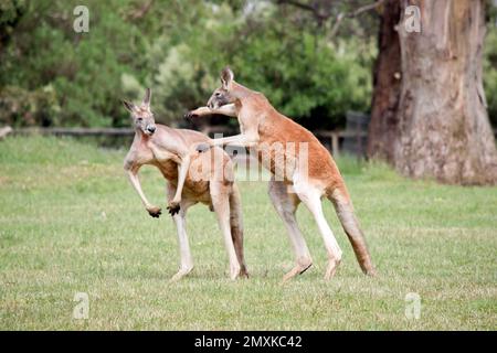 the two male kangaroos are fighting over who will end up mating with ...