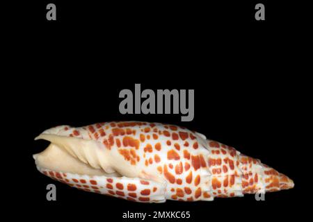 Sea snail Mitra papalis, Philippines, studio photography black background, Indo West Pacific ...