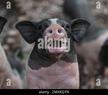 Beijing wildlife park pig Stock Photo - Alamy