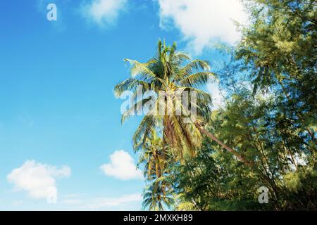 Coconut and pine tree with beautiful at the blue sky Stock Photo - Alamy