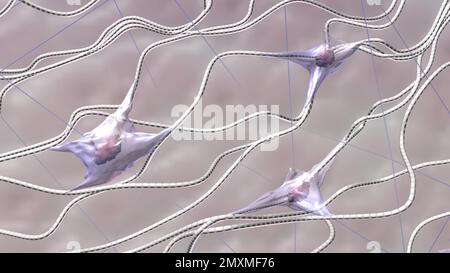 Skin extracellular matrix structure. Fibroblasts, collagen, and elastic ...