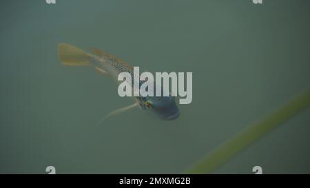Freshwater tilapia is under the water. A fast growing freshwater fish ...