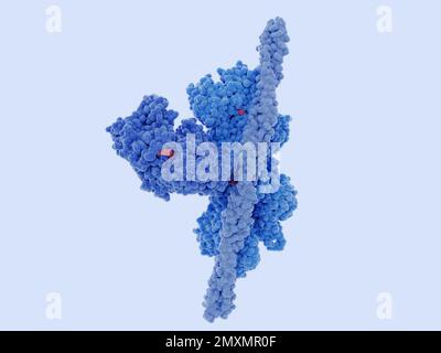 Cardiac muscle complex, illustration Stock Photo - Alamy