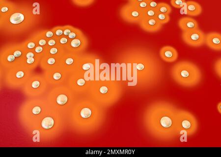 Colonies of Staphylococcus aureus bacteria, illustration Stock Photo ...