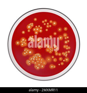 Colonies of Staphylococcus aureus bacteria, illustration Stock Photo ...
