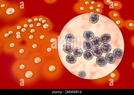 Colonies of Staphylococcus aureus bacteria, illustration Stock Photo ...