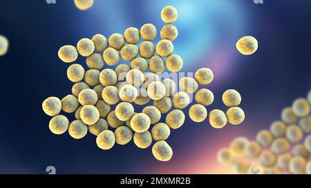 MRSA bacteria, illustration Stock Photo - Alamy