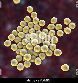 MRSA bacteria, illustration Stock Photo - Alamy