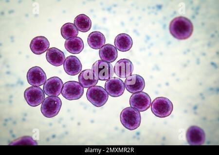 MRSA bacteria, illustration Stock Photo - Alamy
