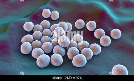 MRSA bacteria, illustration Stock Photo - Alamy