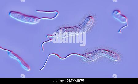 Vibrio mimicus bacteria, illustration Stock Photo - Alamy