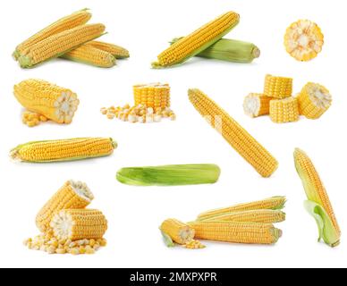 Collage with many corn cobs on white background Stock Photo - Alamy