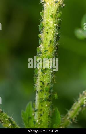 Aphids curled foliage, close up Leaf curled on cherry tree, Prunus sp ...